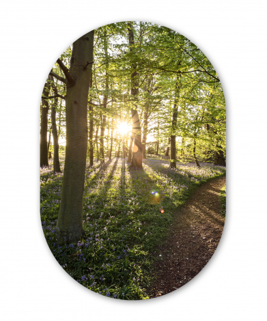 Muurovaal - Bos - Boom - Zon - Nu 40% korting!