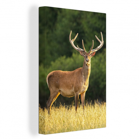 Canvas Dieren - Canvas collecties