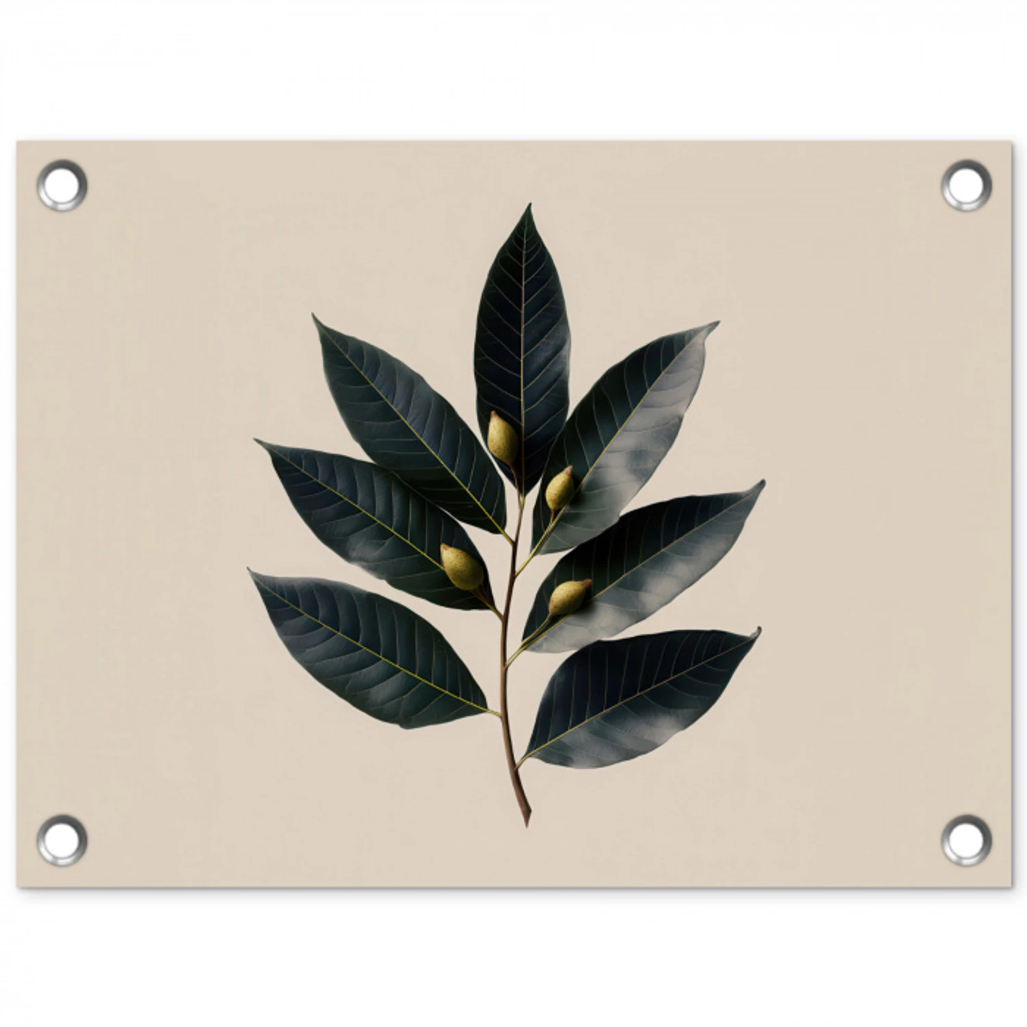 Poster de jardin - Feuilles de laurier - Bourgeons de fleurs - subtil ...
